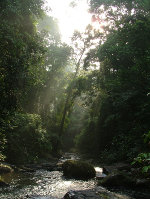 Cross River National Park (Oban Division)